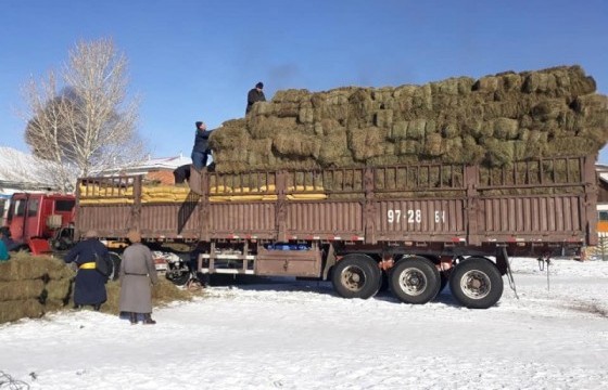 Өвөлжилт хүндэрсэн сумдад өвс тэжээлийг хүргүүлж байна